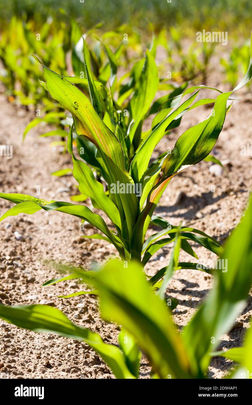 a sunlit agricultural field with green sweet corn Stock Photo - Alamy
