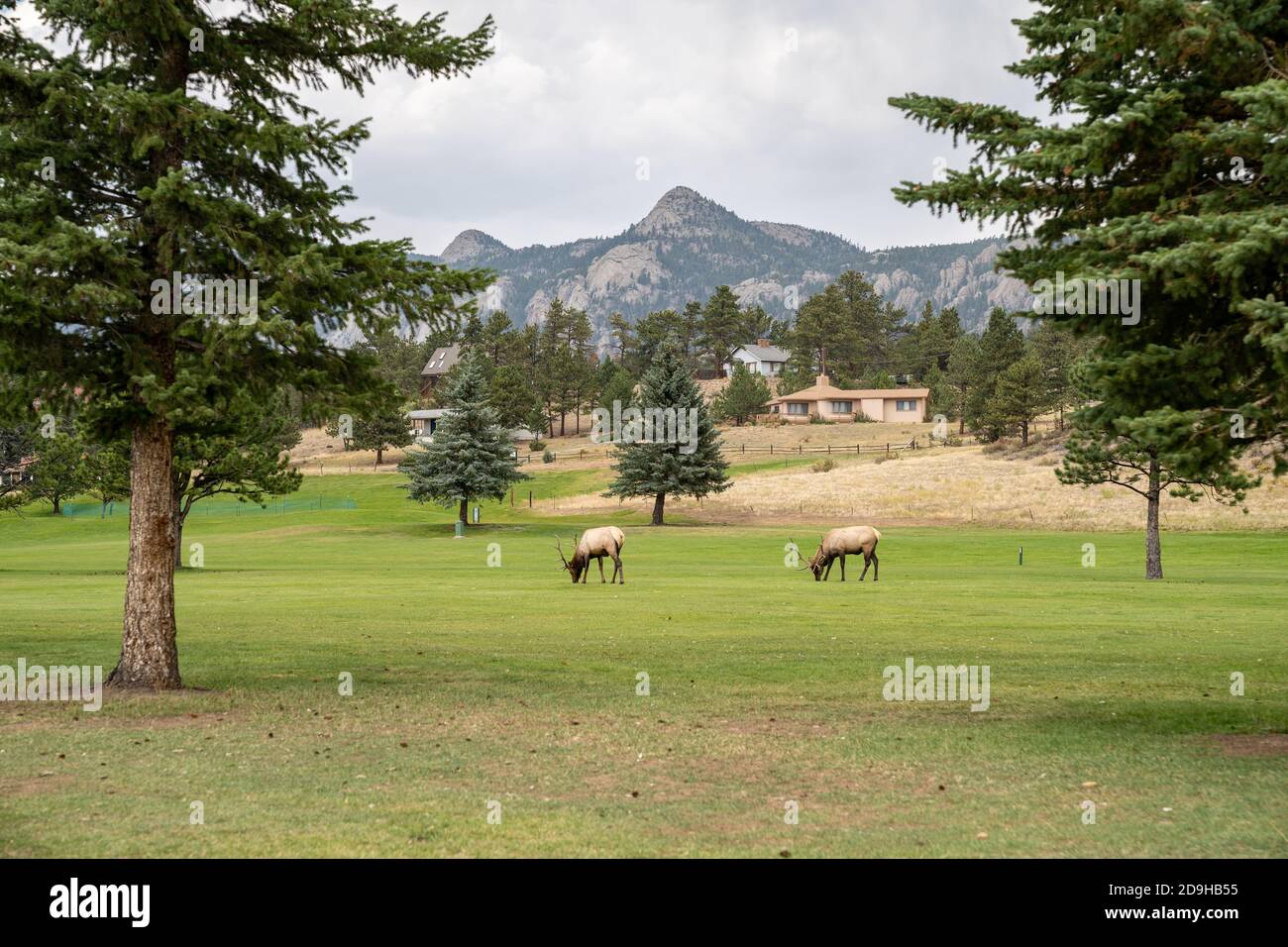 Wild bull elk wanders around the golf course in Estes Park Colorado ...