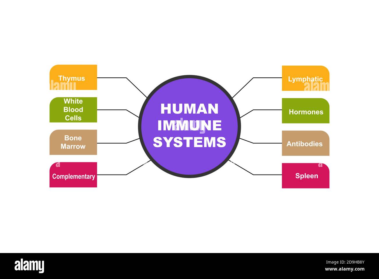 Immune System Flowchart