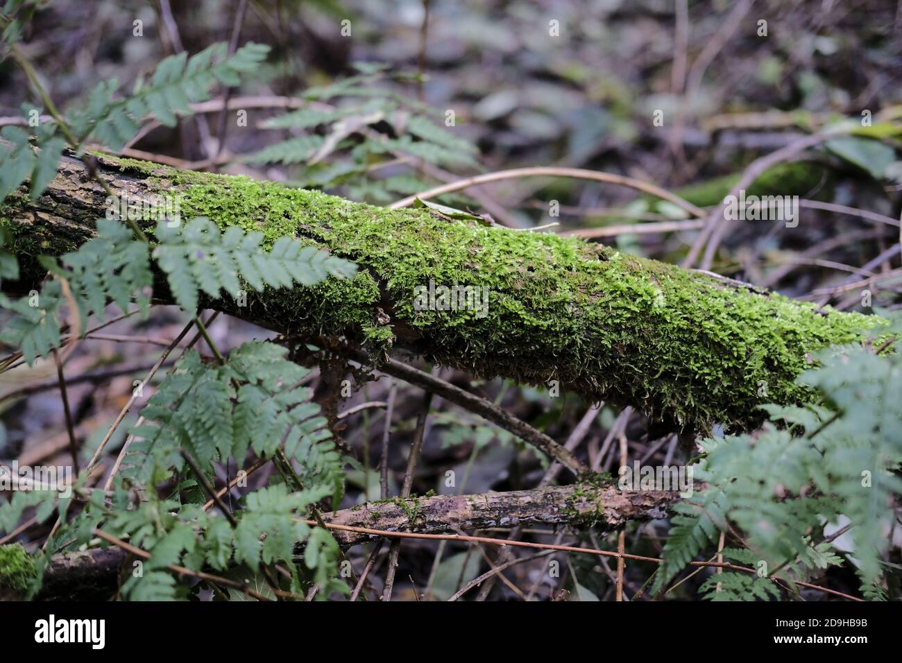 Closeup shot of a tree log covered with moss in a forest Stock Photo ...