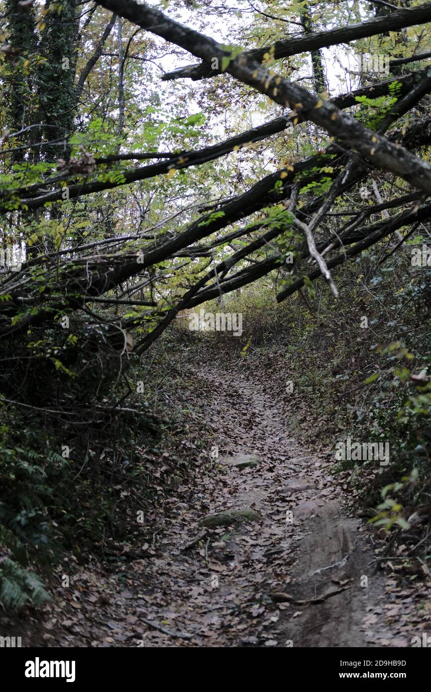 Vertical shot of an old forest with a pathway and broken tree branches ...