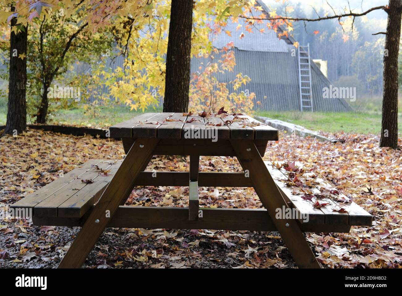Wooden bench in a forest surrounded by trees - autumn landscape Stock ...