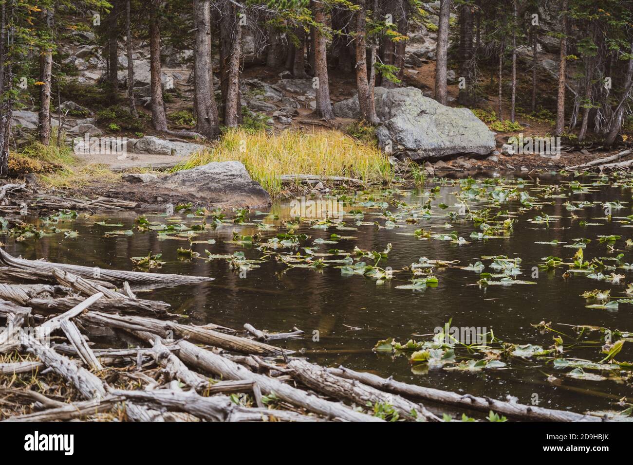 Shoreline of Nymph Lake in Rocky Mountain National Park in fall Stock ...