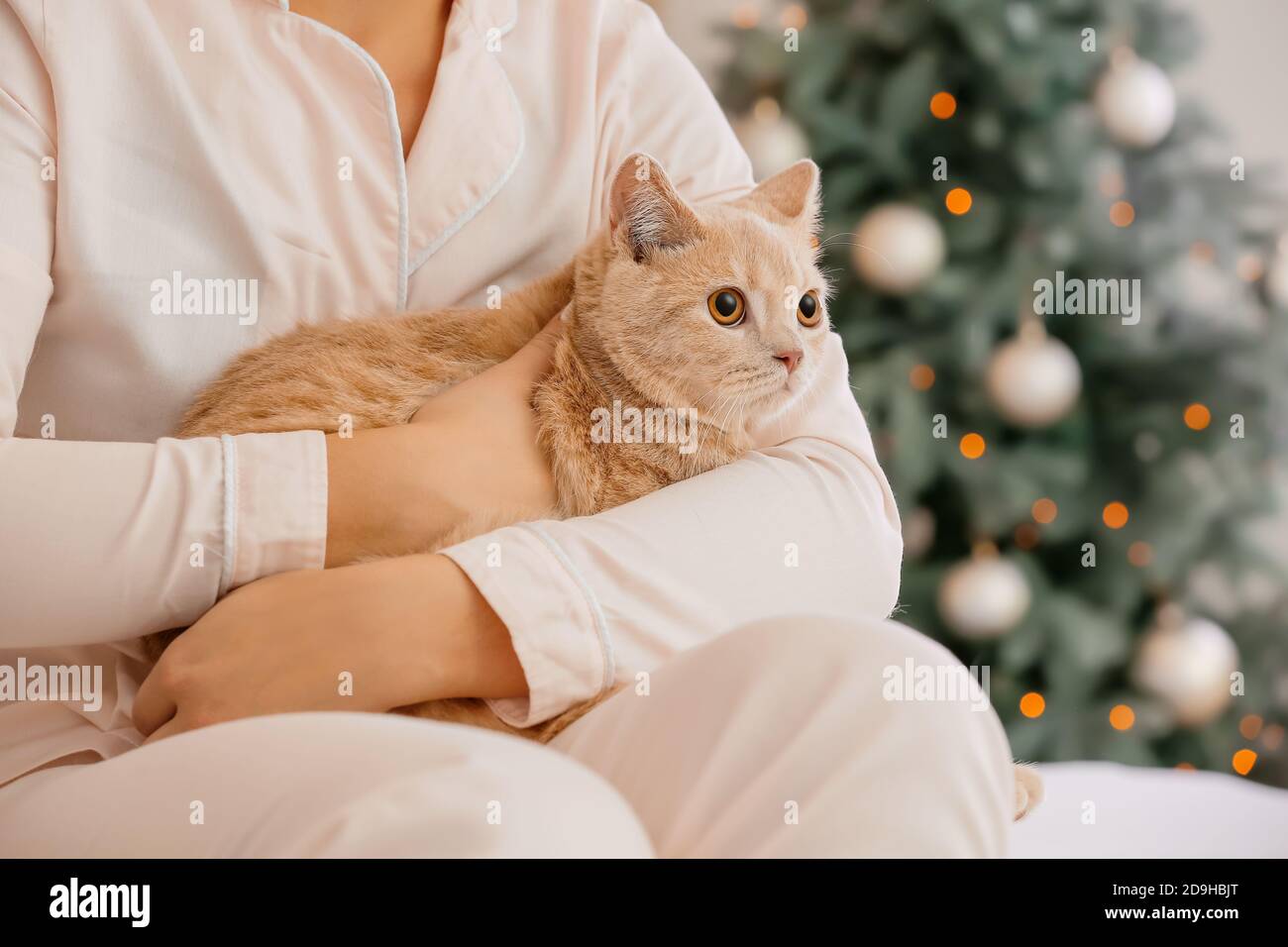 Cute funny cat with owner at home on Christmas eve Stock Photo - Alamy
