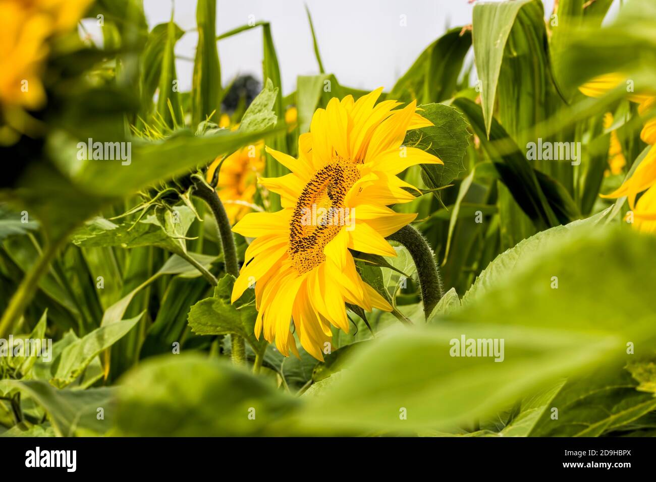 bright details of sunflower Stock Photo - Alamy