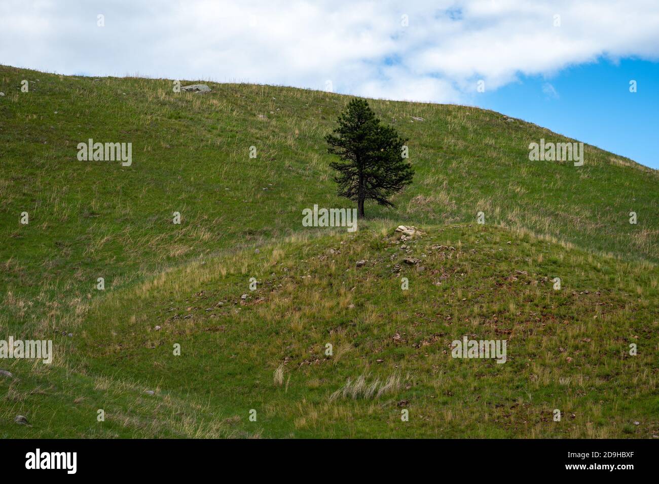 Lone tree on a grassy hill in Custer State Park South Dakota Stock ...
