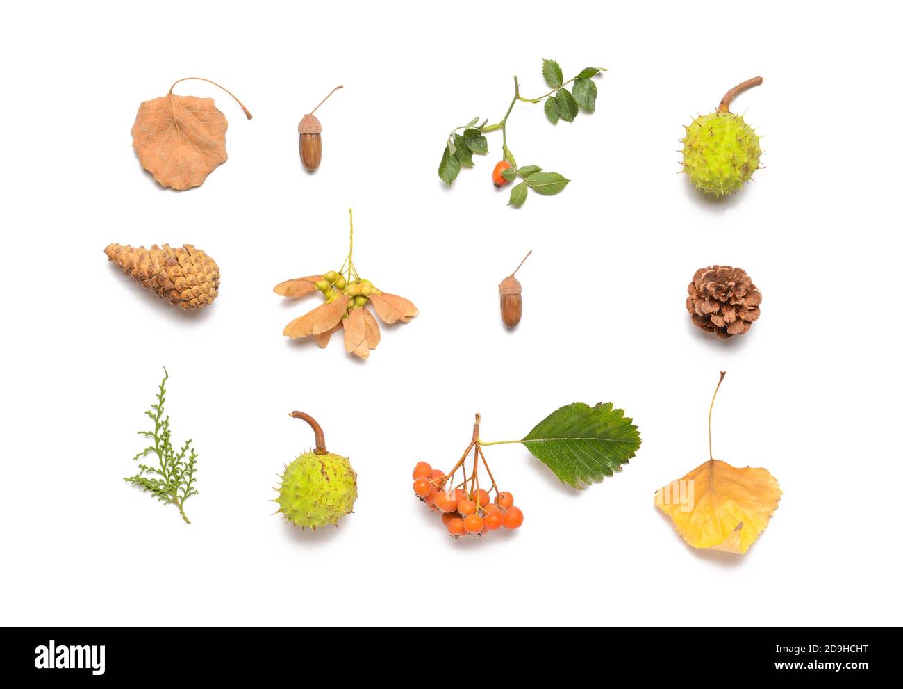 Autumn composition green desk Cut Out Stock Images & Pictures - Alamy
