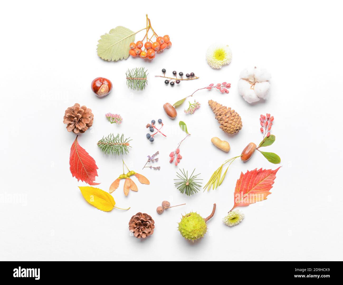 Autumn composition green desk Cut Out Stock Images & Pictures - Alamy