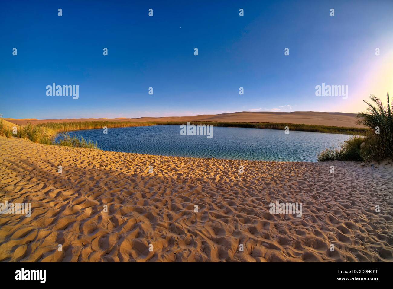 Siwa Oasis has been designated as a protectorate for its faunal and ...