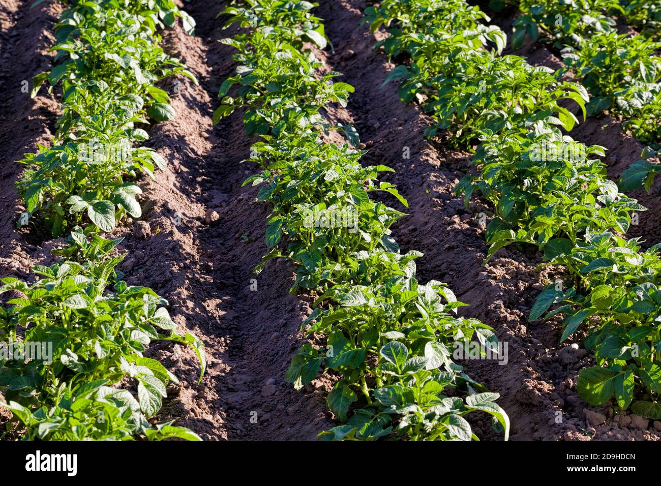 potatoes are grown on an agricultural field Stock Photo - Alamy