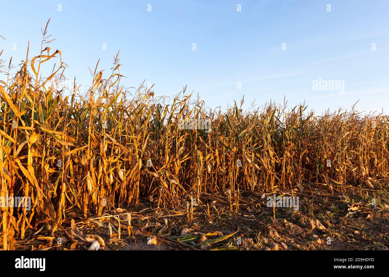 agricultural field where corn Stock Photo - Alamy