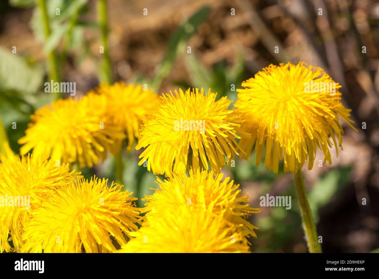 inflorescence of yellow fresh dandelions Stock Photo - Alamy