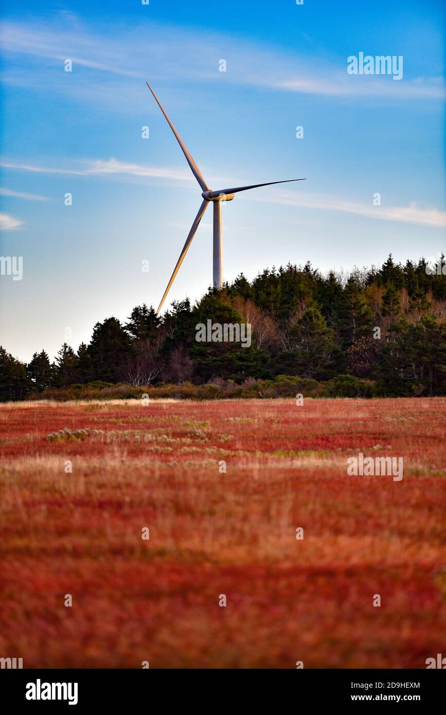 Large wind turbines loom above the autumn-red blueberry fields and ...