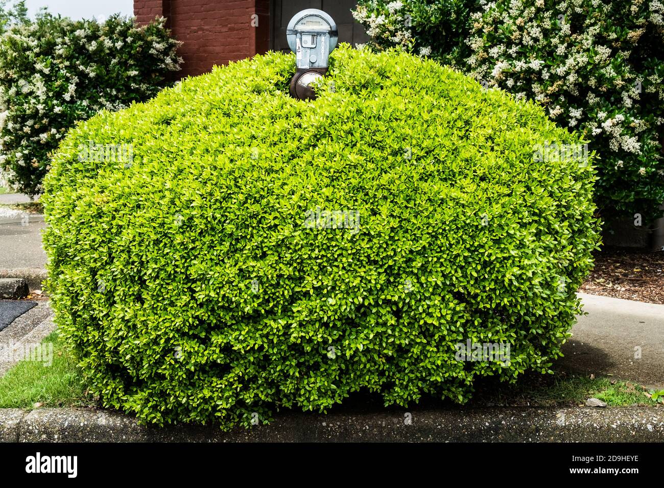 Landscaping to fit the situation hi-res stock photography and images ...