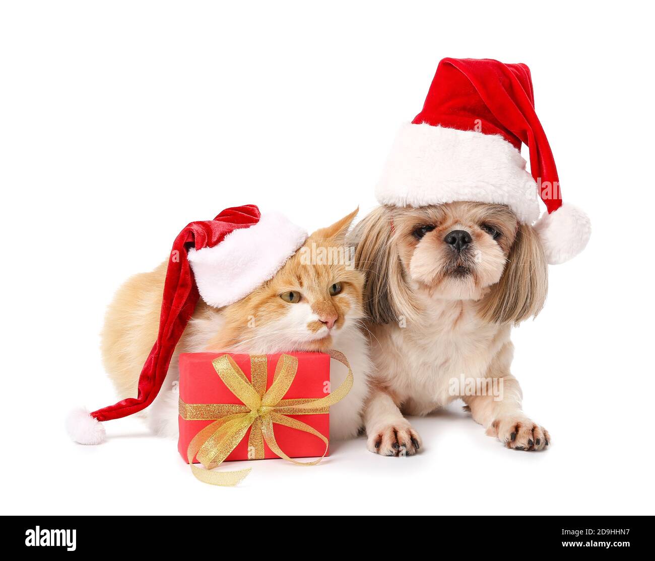 Cute cat and dog in Santa hats and with gift on white background Stock ...