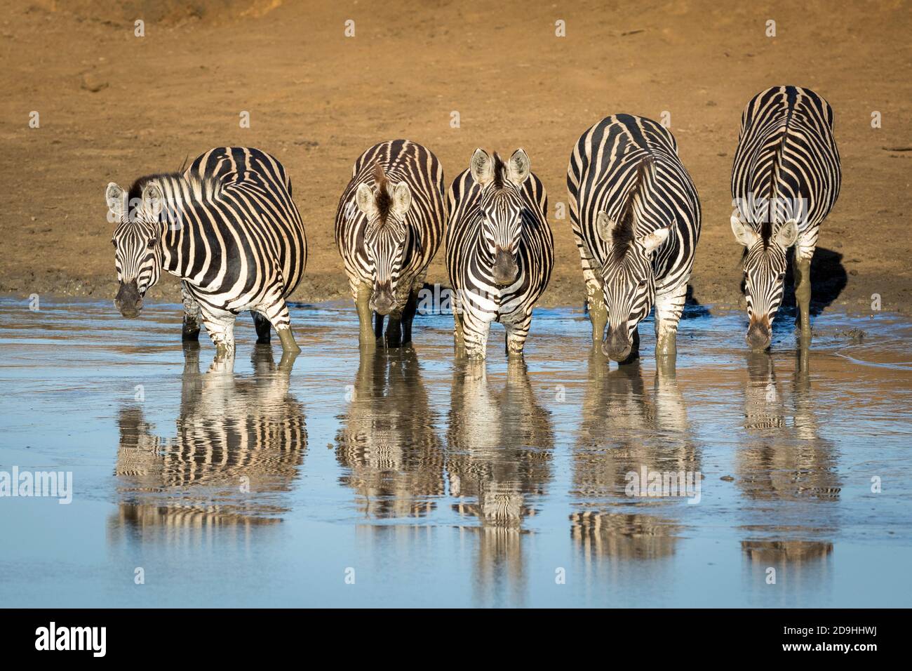 Line of zebra standing in muddy water drinking in warm morning light in ...
