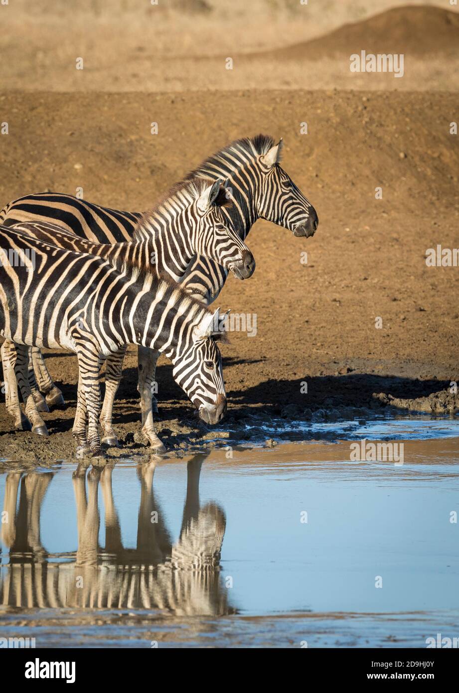Vertical portrait of three zebra standing in a line looking alert in ...