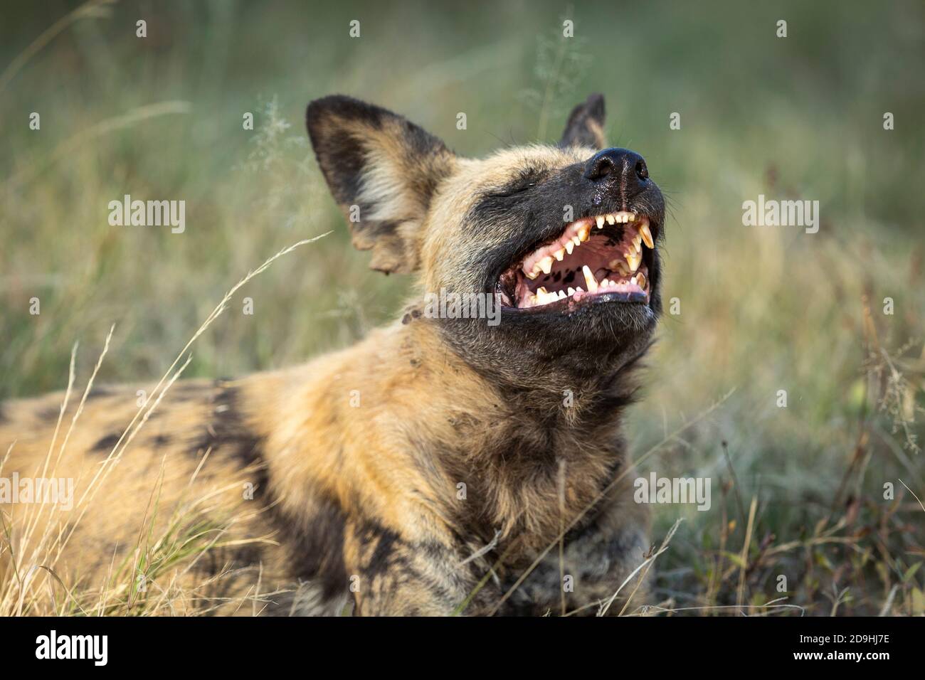 Wild dog with its mouth open showing teeth lying in green grass in ...