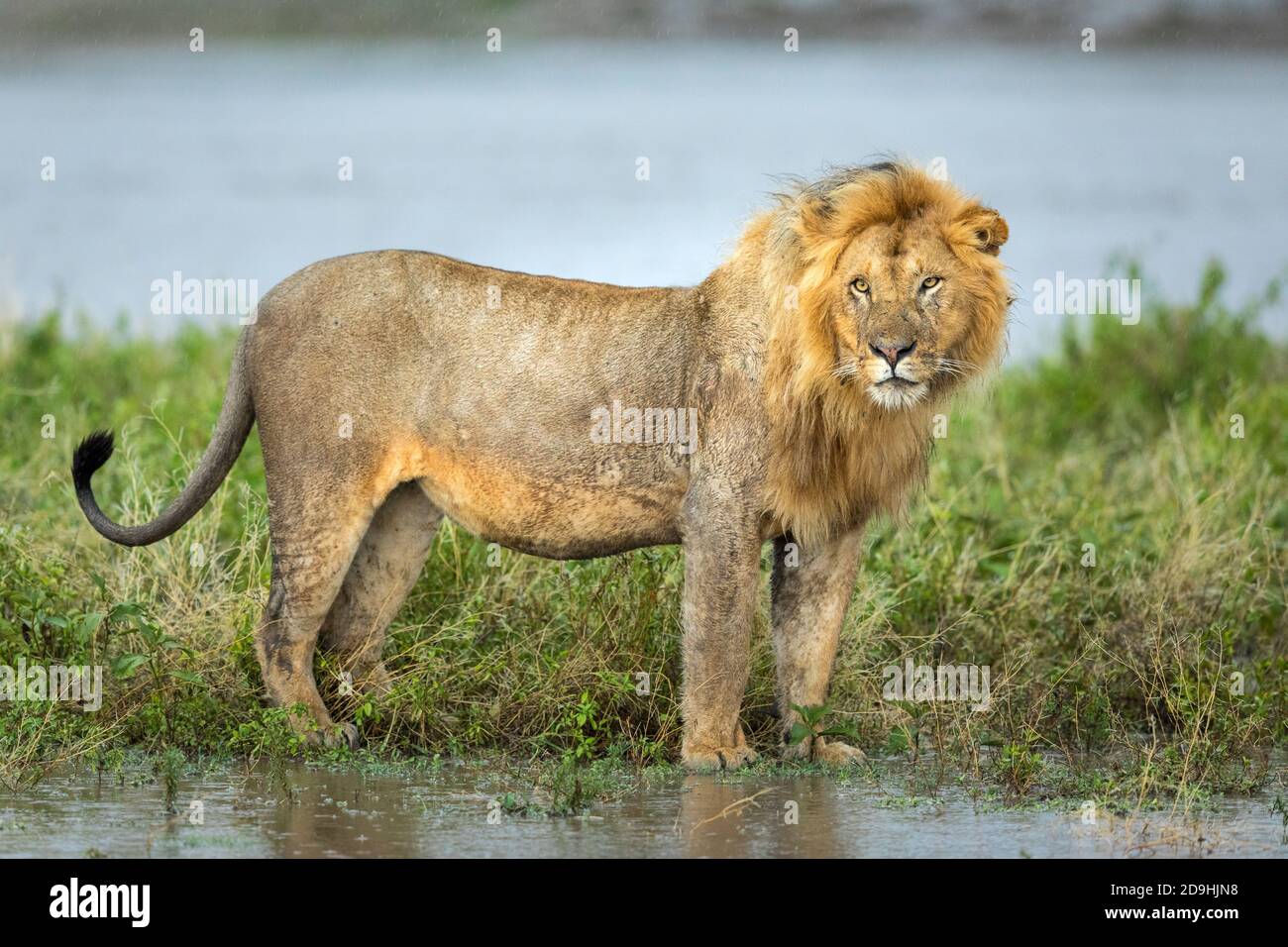 Male lion standing in green grass in muddy water in the rain in Ndutu ...
