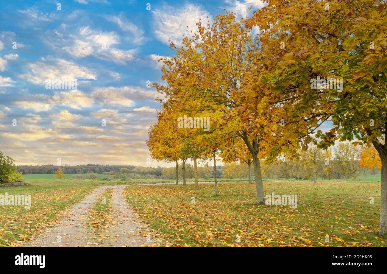 Landscape of pathway with trees during the autumn season under a cloudy ...