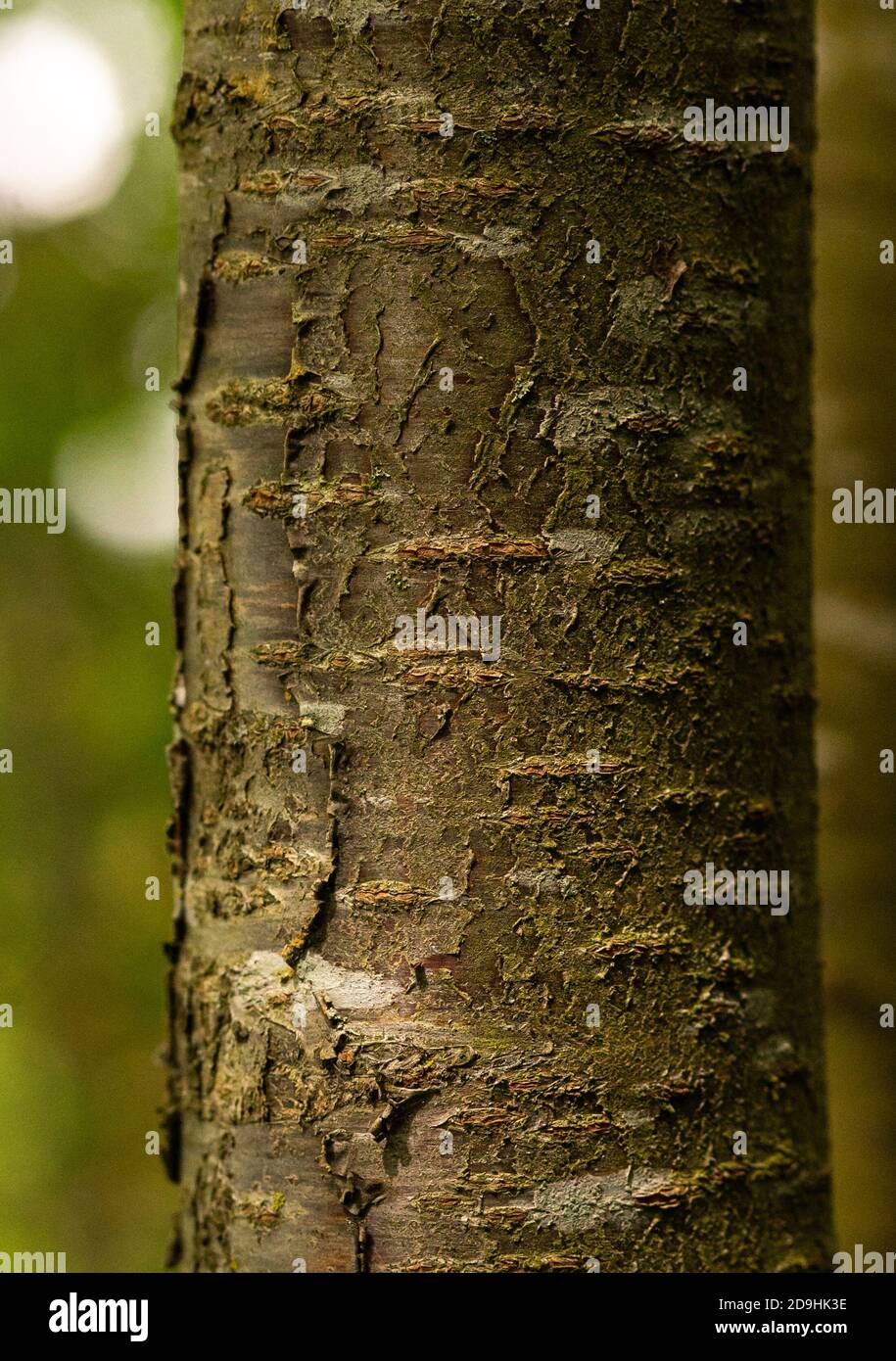Tree bark natural hi-res stock photography and images - Alamy