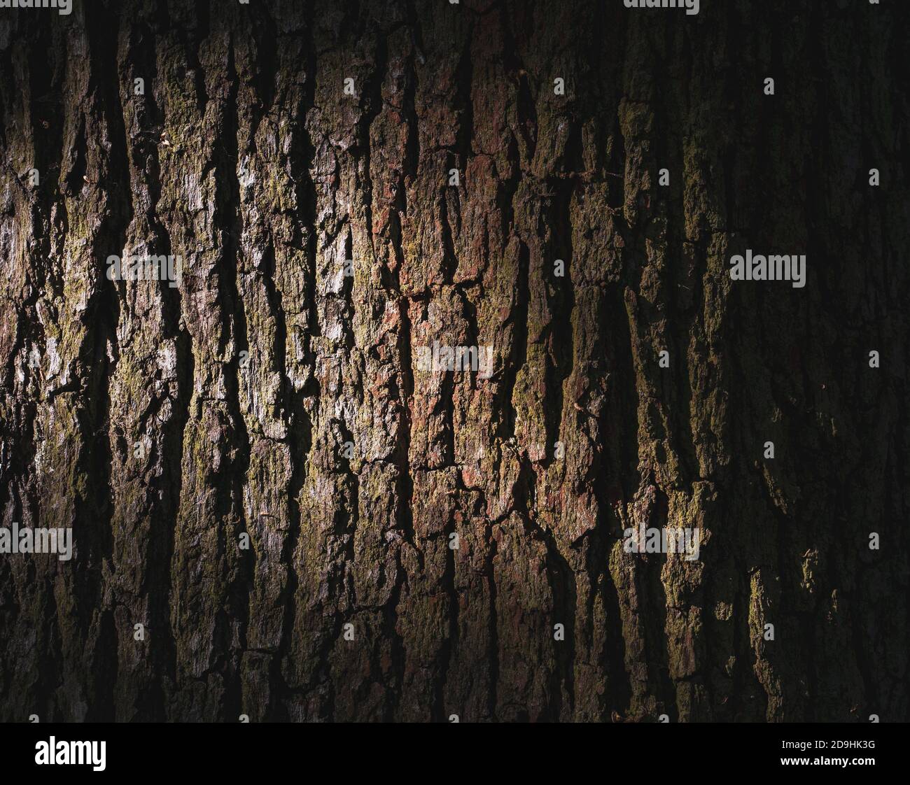 Textured tree bark Stock Photo - Alamy