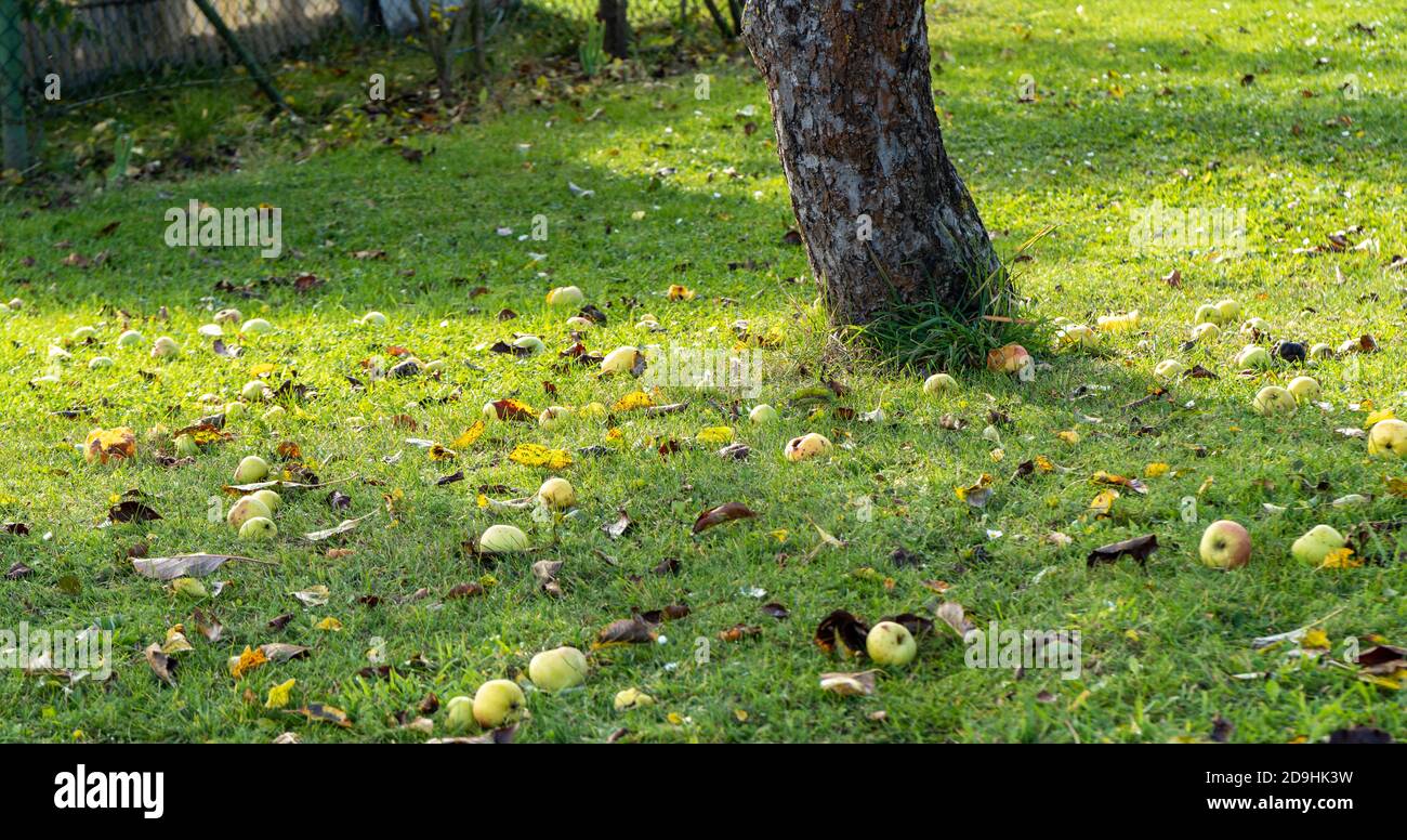 Apples structure hi-res stock photography and images - Alamy