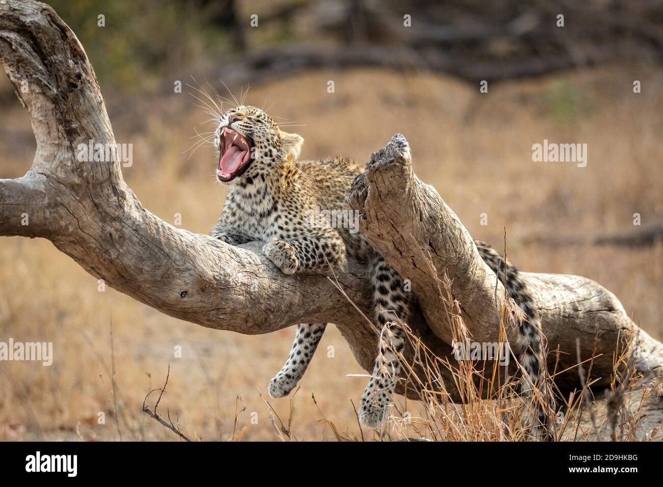 Baby leopard lying on a dead tree log in dry bush yawning in Kruger ...