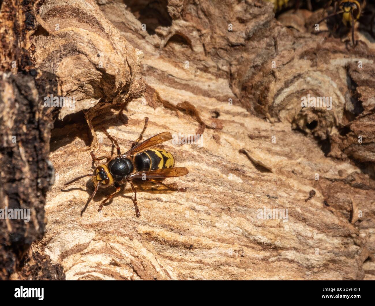 The European hornet, lat. Vespa crabro, is the largest eusocial wasp ...