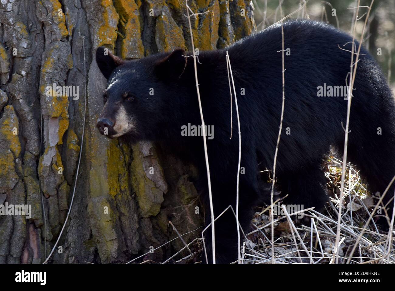 Black bears are the most abundant and widely distributed of the three ...