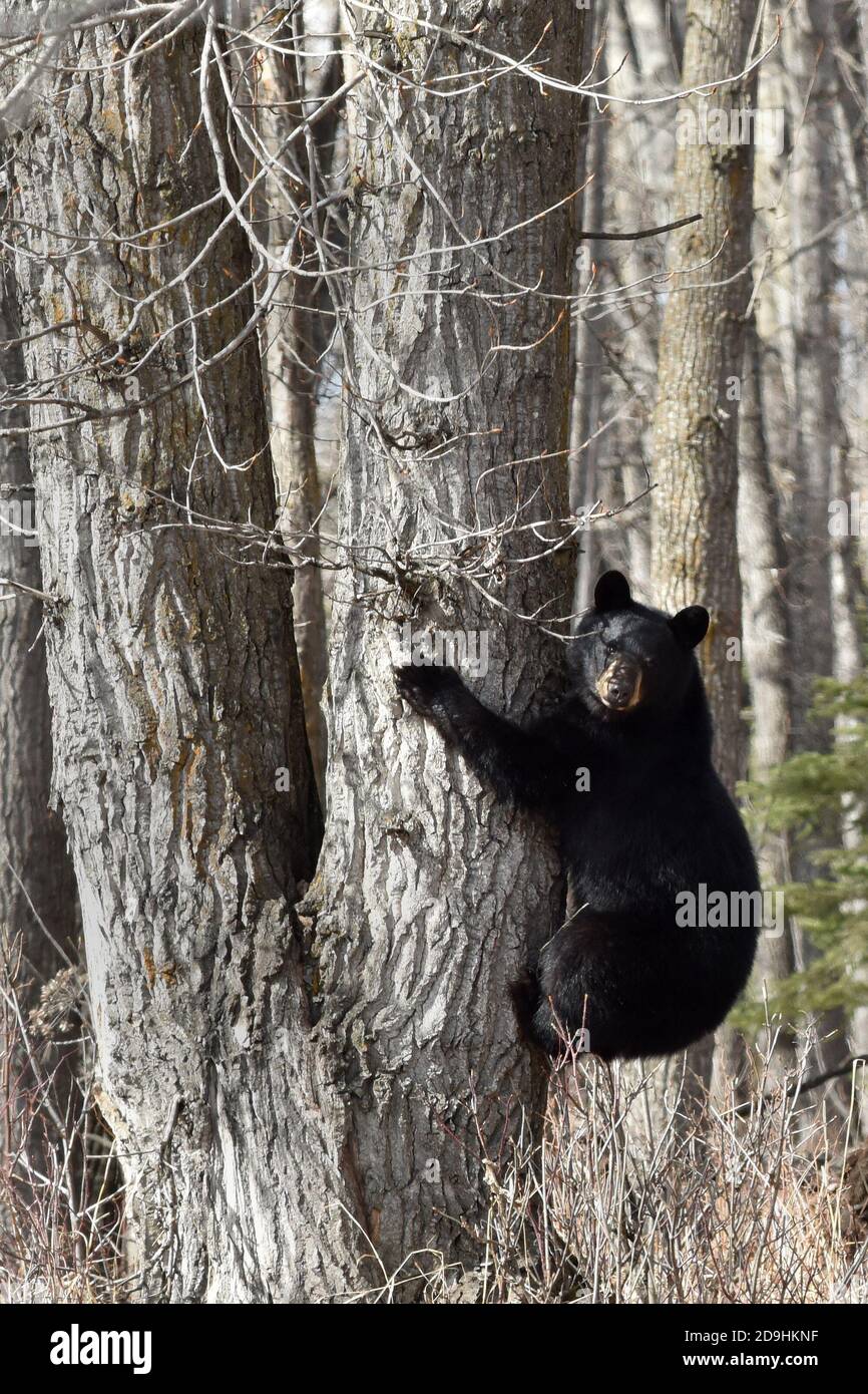 Black bears are the most abundant and widely distributed of the three ...