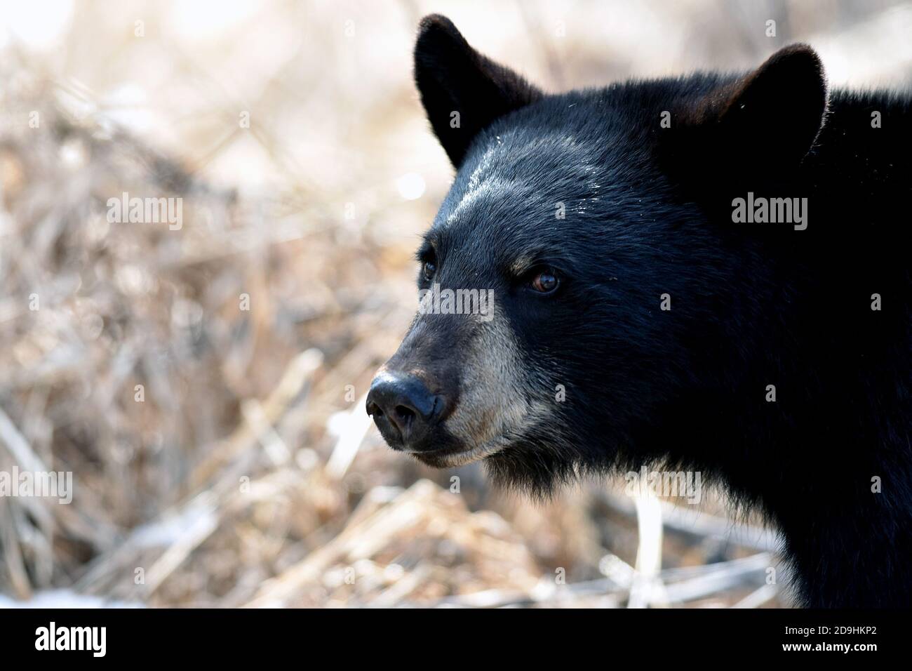 Black bears are the most abundant and widely distributed of the three ...
