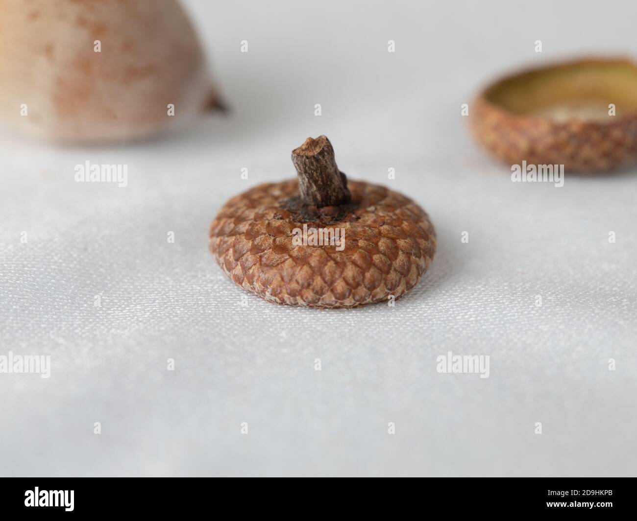 Acorn acorns oaknut oaknuts hi-res stock photography and images - Alamy