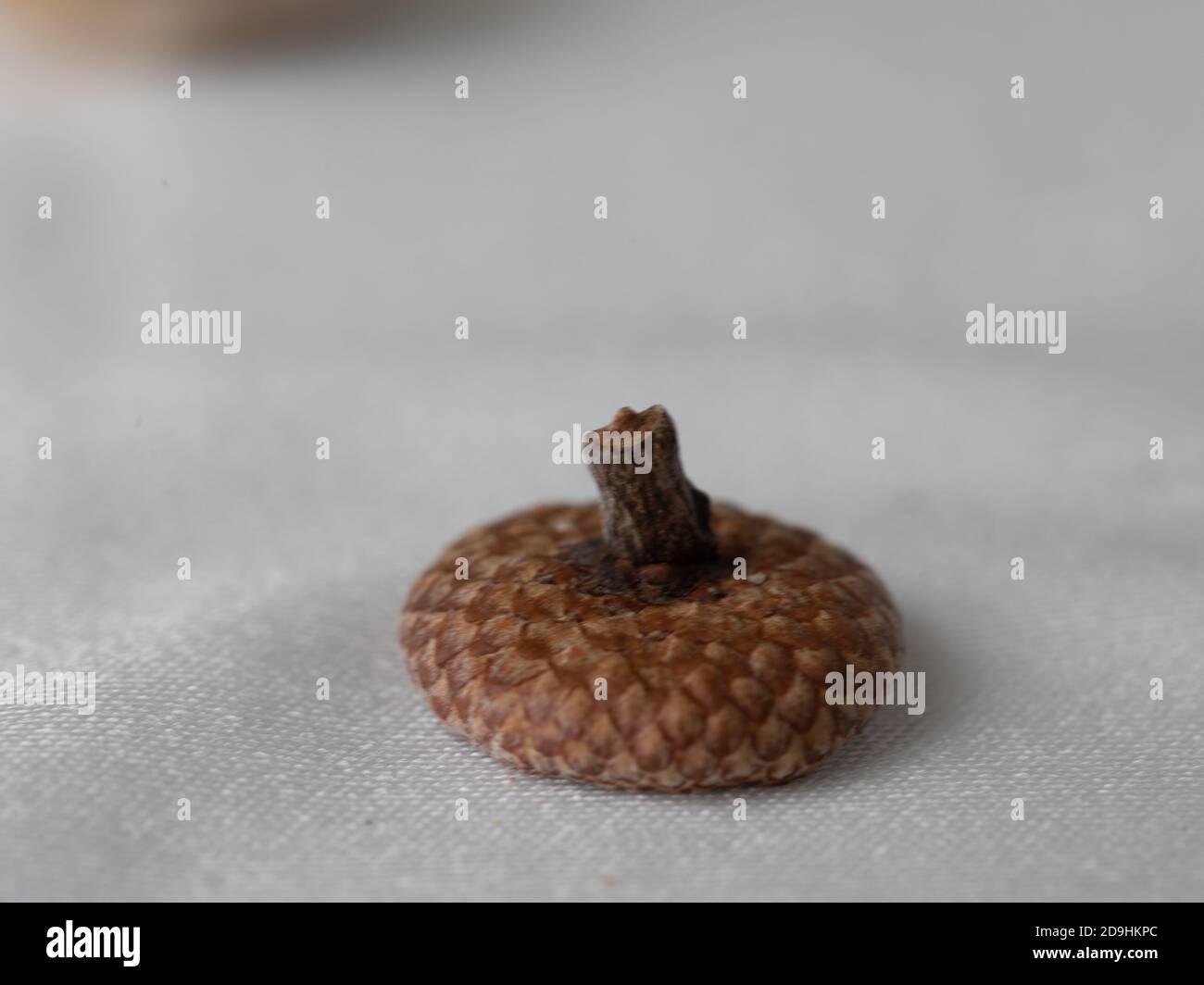 Nut cupule hi-res stock photography and images - Alamy