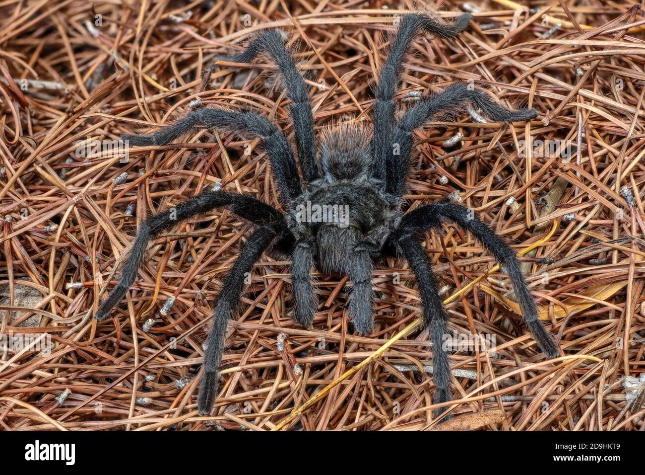 Aphonopelma Chalcodes or the Western Desert Tarantula, Arizona Blond ...