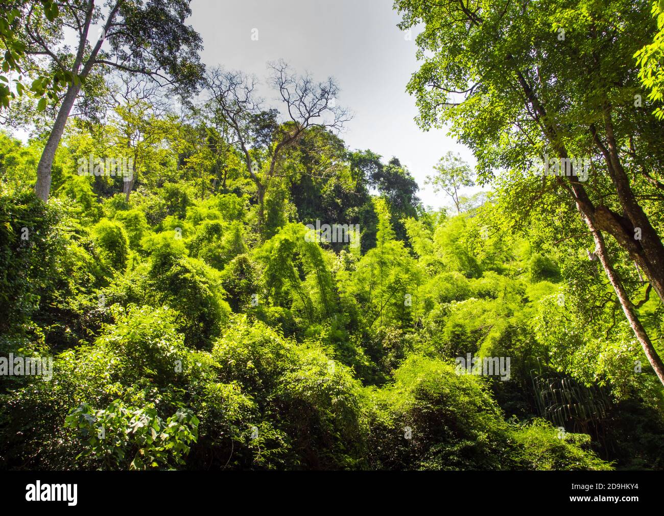 Big and small trees are abundant in the rainforest Stock Photo - Alamy