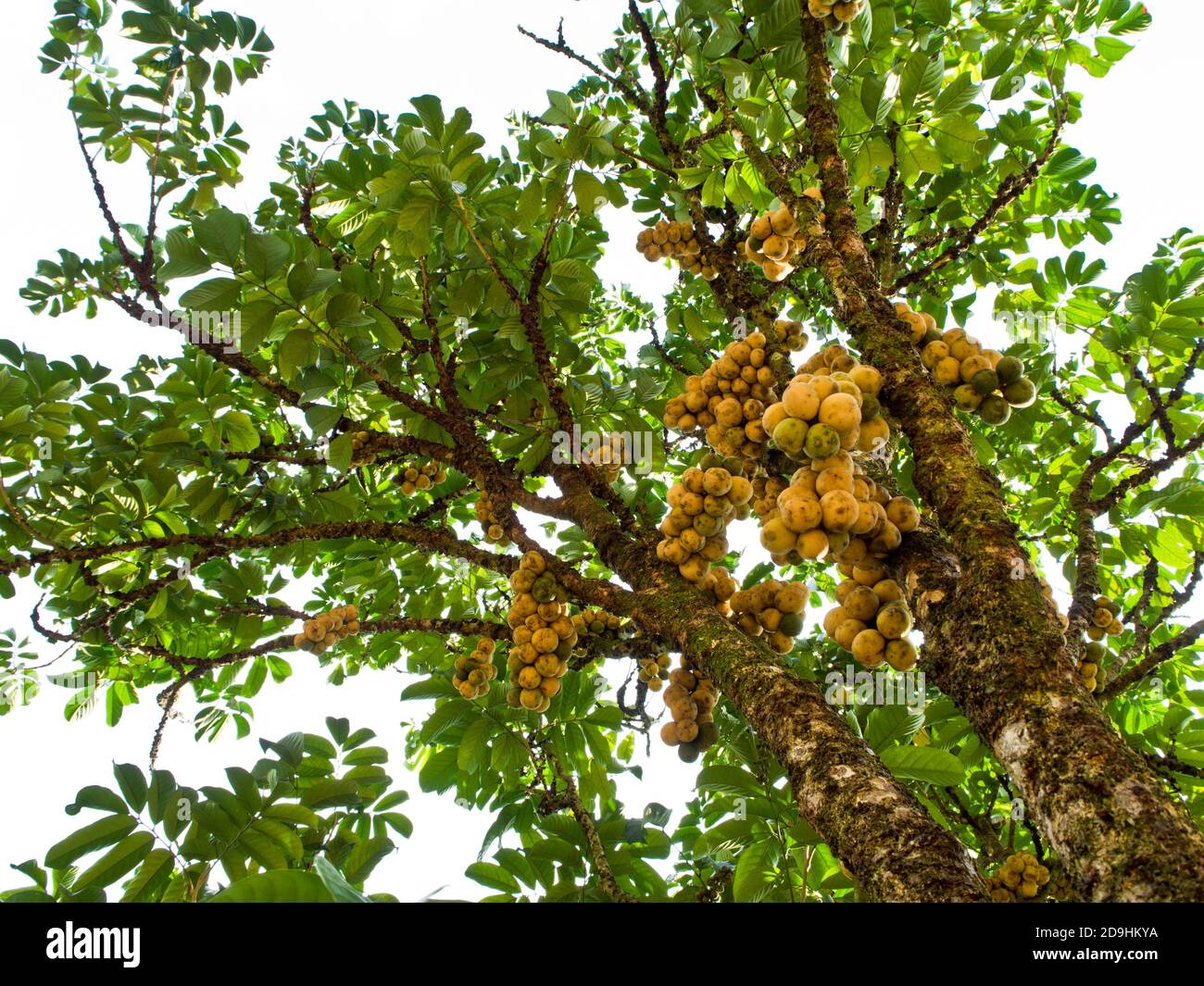 Many of the fruit on the tree name "Longgang or Langsat Stock Photo - Alamy