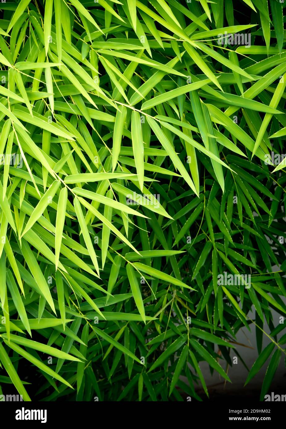 Vivid green color of bamboo leaf / green background Stock Photo - Alamy