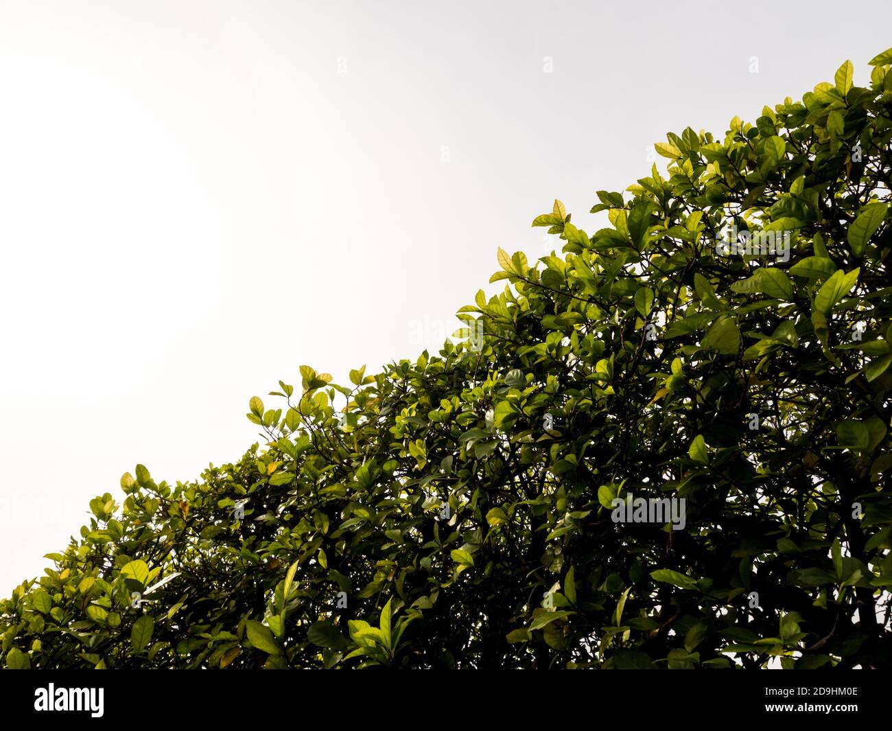 The top edge of the tall tree fence Stock Photo - Alamy