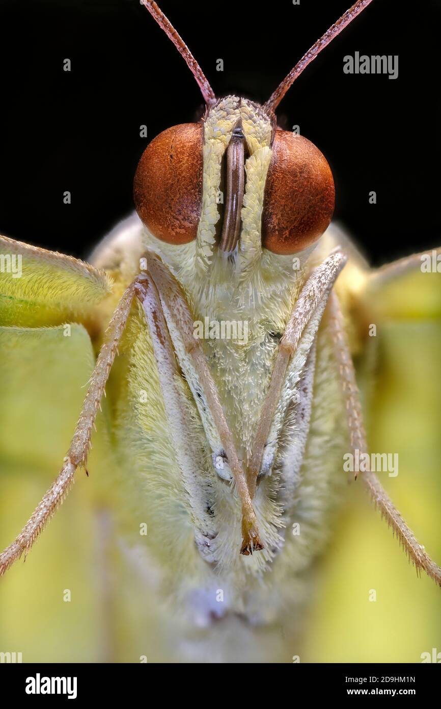 Giant sulphur butterfly hi-res stock photography and images - Alamy