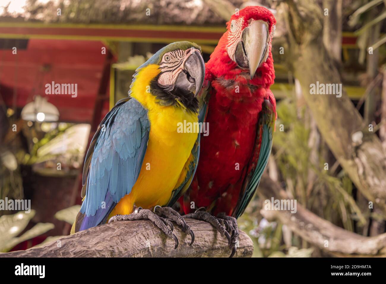 Parrots of indonesia hi-res stock photography and images - Alamy
