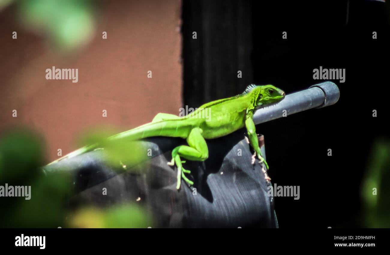 Trinidad green iguana hi-res stock photography and images - Alamy