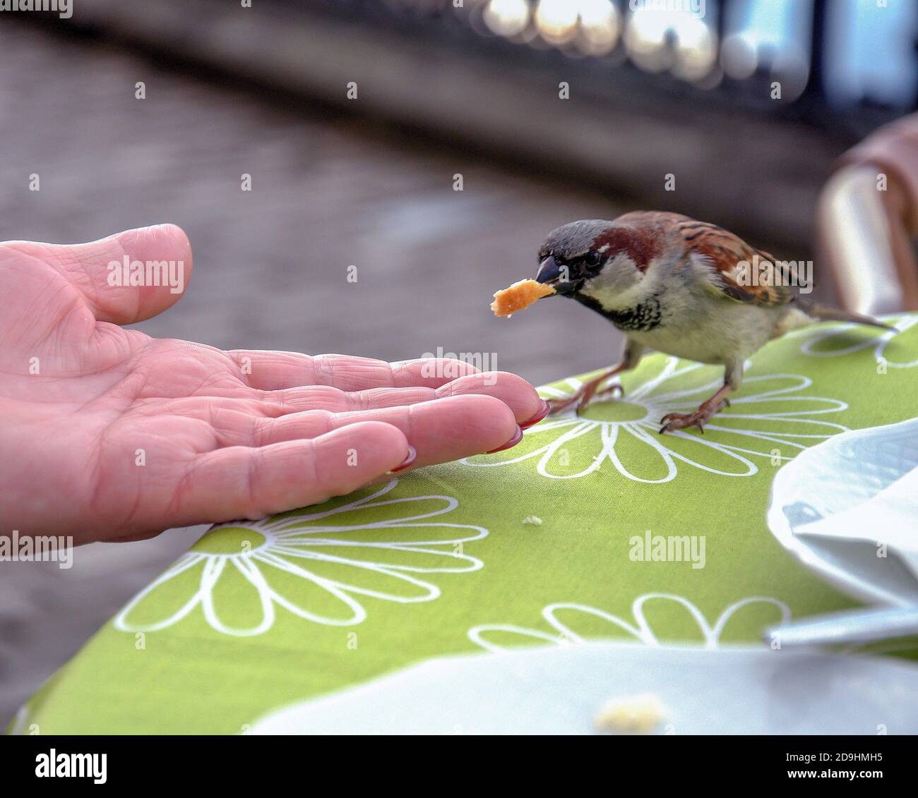 Person feeding a bird weed seeds Stock Photo - Alamy