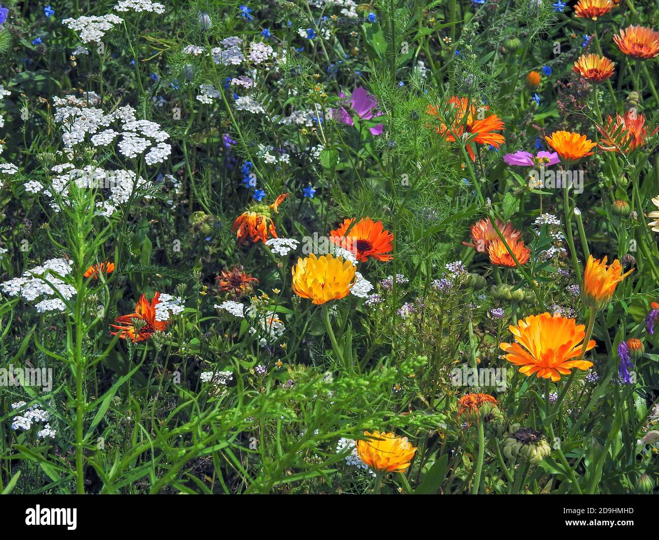 Beautiful field of various wildflowers Stock Photo - Alamy