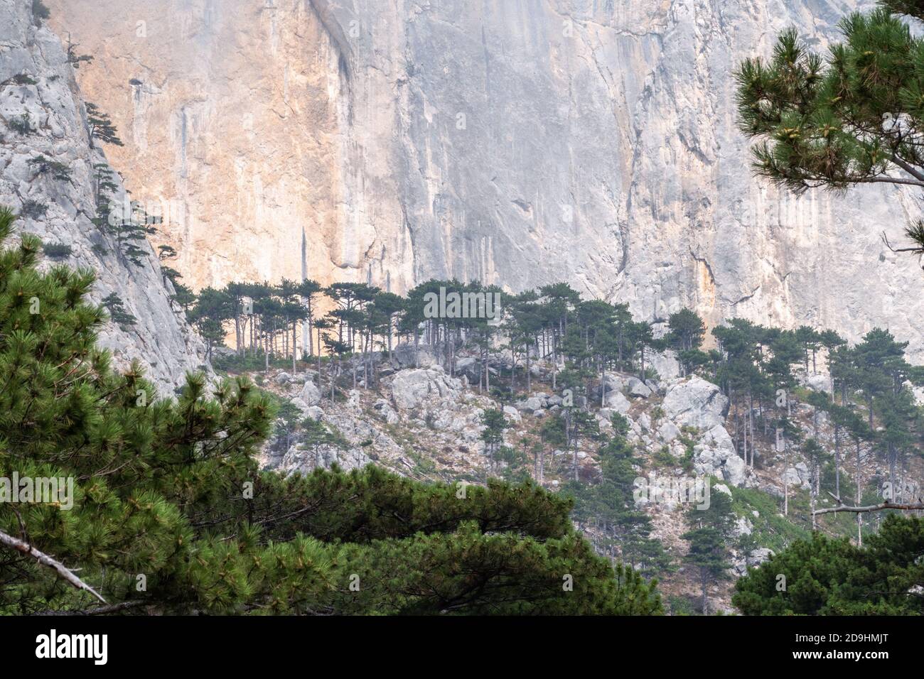 Detail of a steep rocky wall with green fir trees in the mountains ...