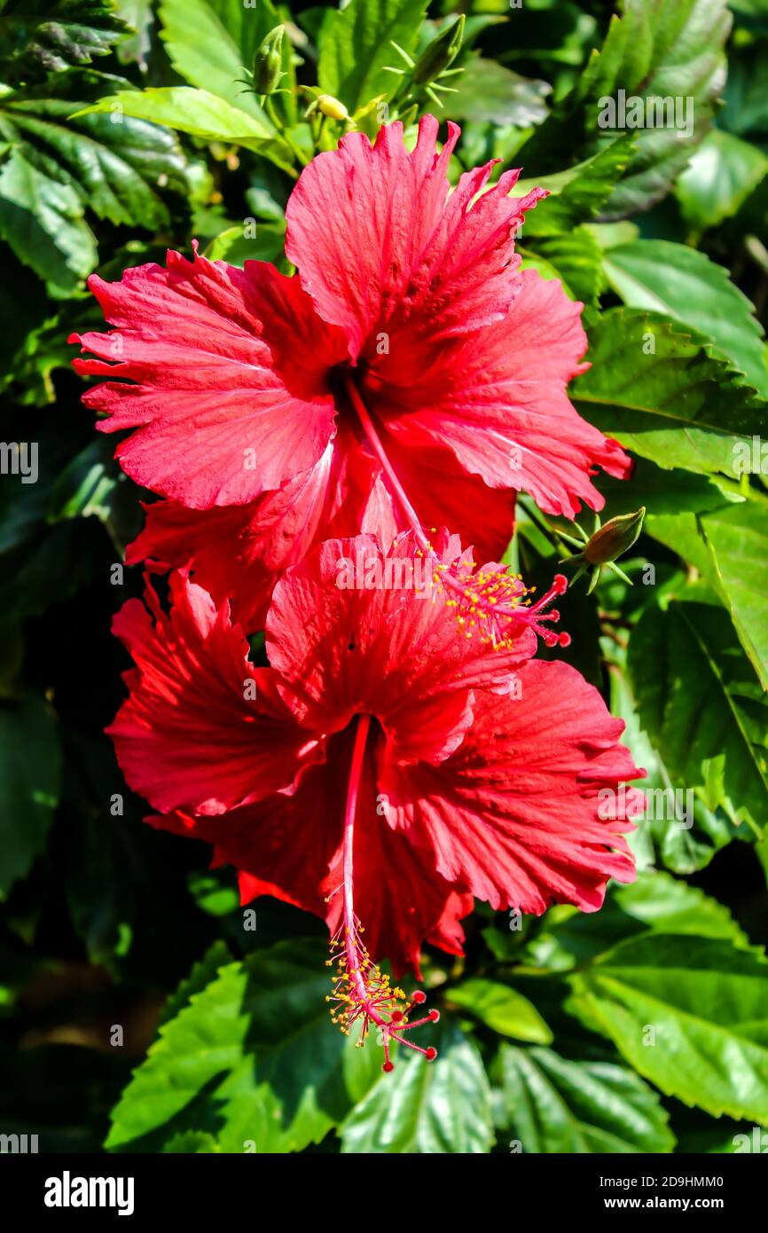 The Beauty of Flowers Stock Photo - Alamy