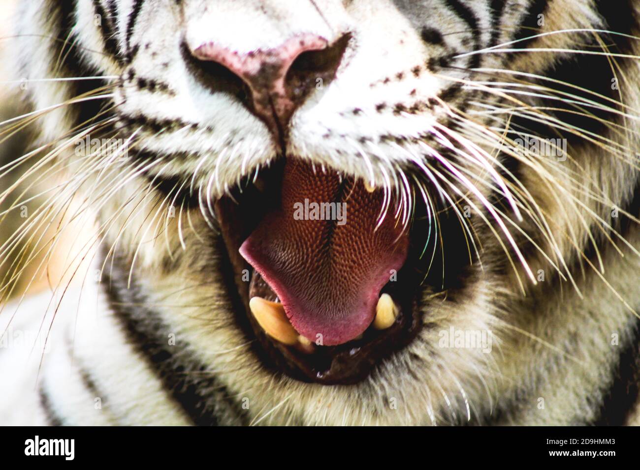 Trinidad emperor valley zoo hi-res stock photography and images - Alamy