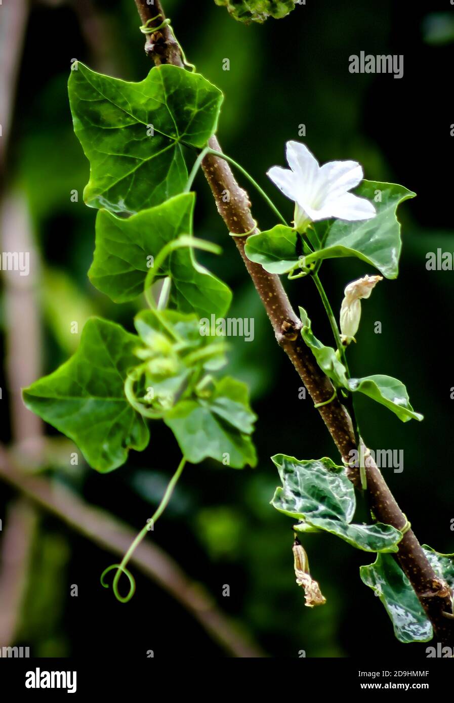 Zbp hi-res stock photography and images - Alamy