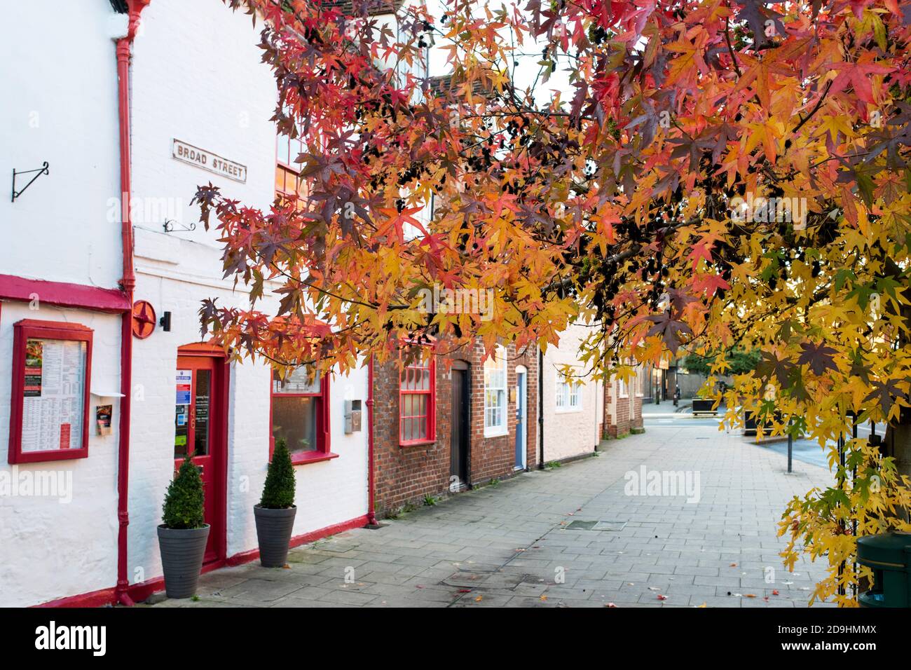 Broad leaf tree hi-res stock photography and images - Alamy