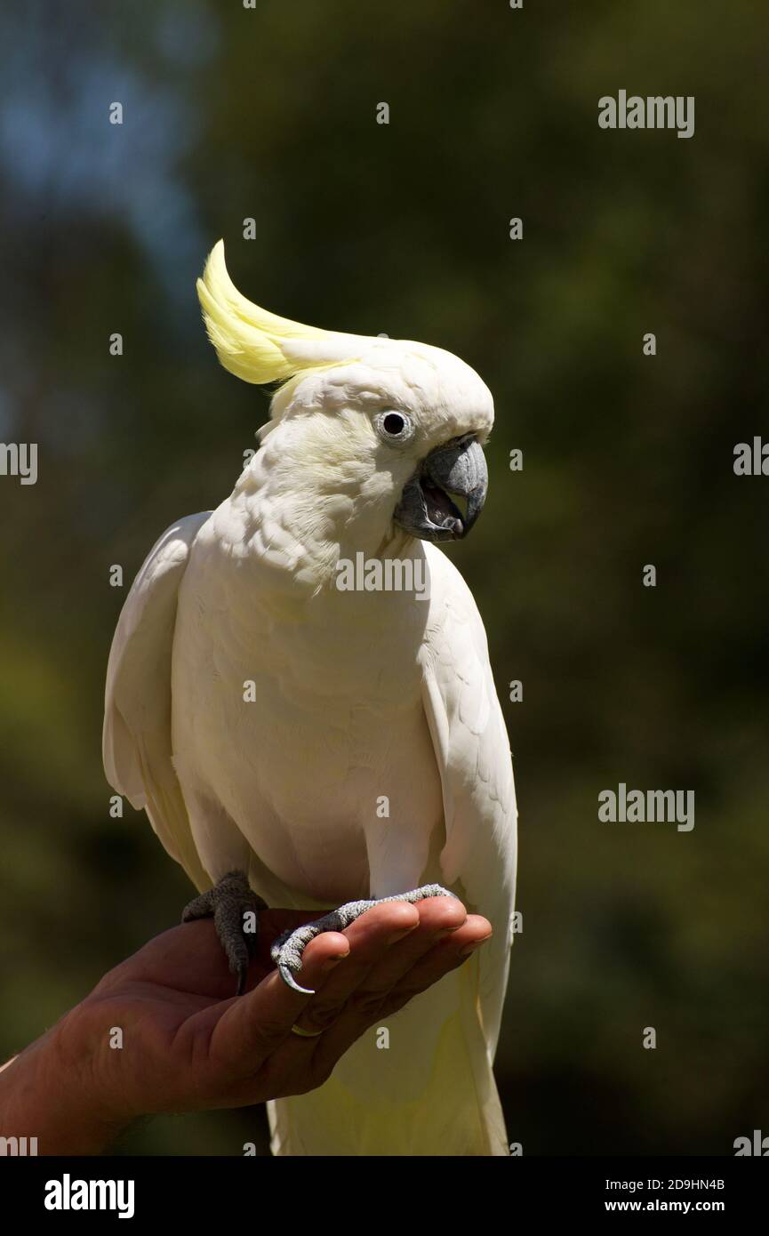 Sulphur Crested Cockatoos are always cheeky - especially when they ...